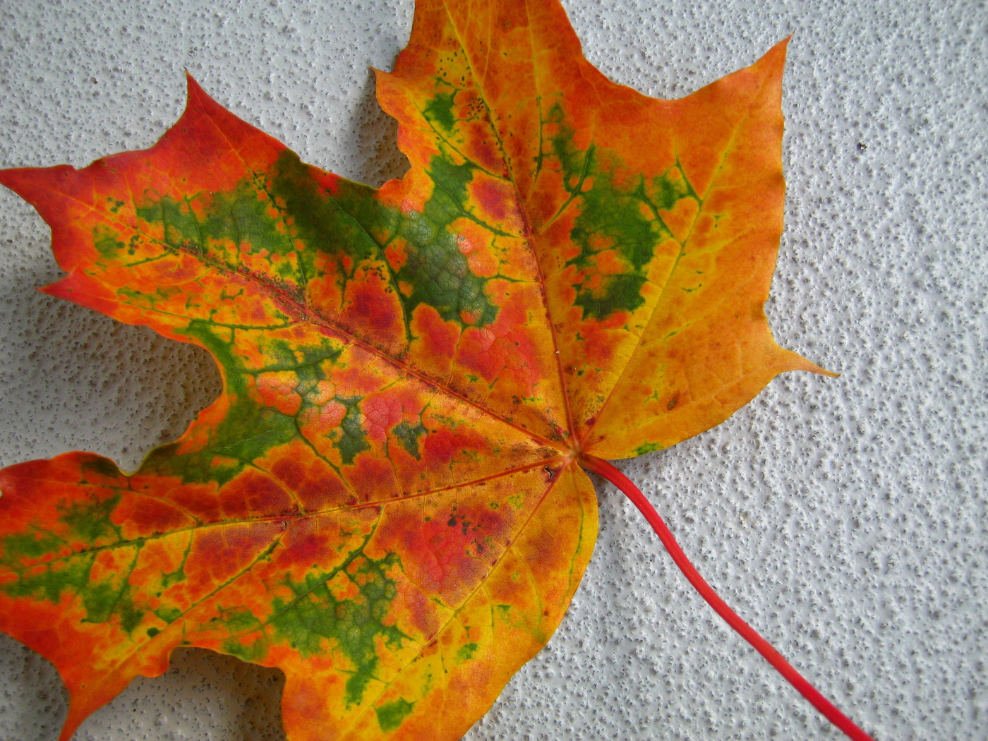 Syksyn persoonallisin lehti - anna k.