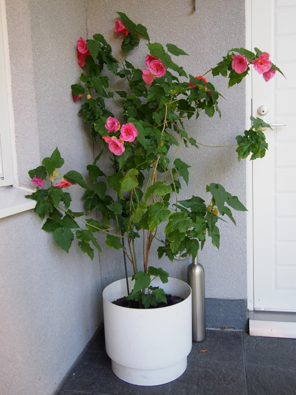 Vaahtera-aulio - Vihreitä unelmia